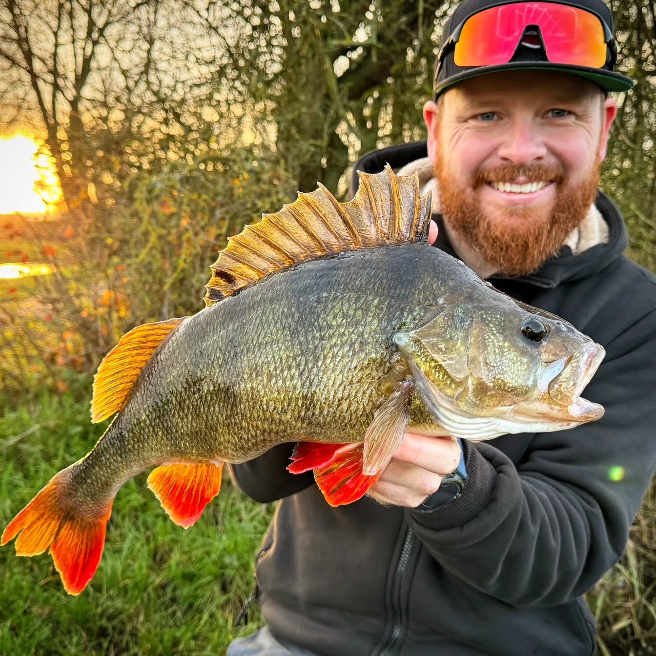 A Brace of 4lb Perch & Double Figure Pike - Predator Fishing World