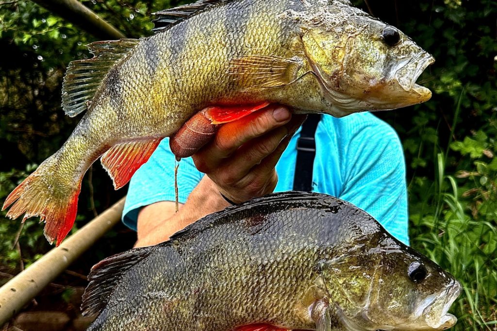 Predator Fishing World - The go-to Source for Predator Fishing in the ...