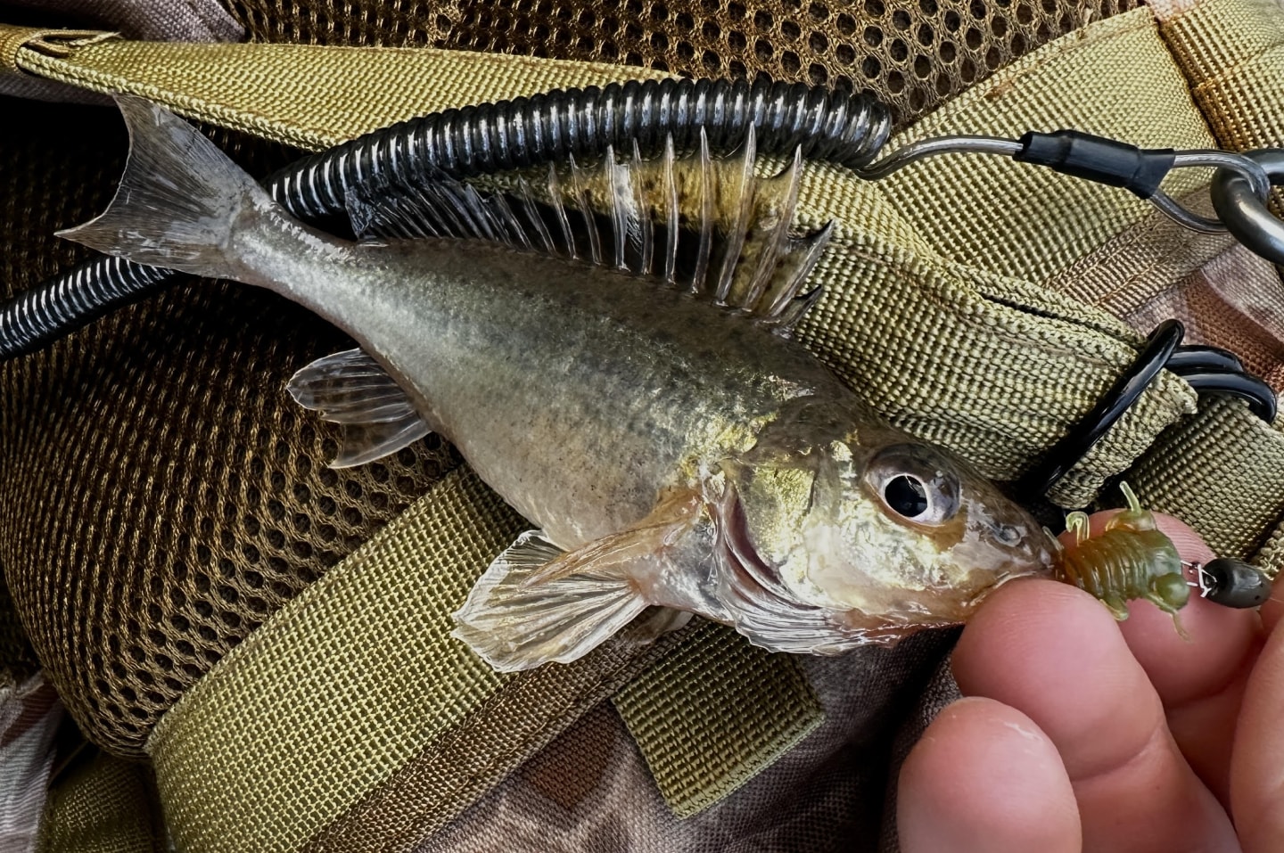 Fishing The Texas Rig For Perch - Predator Fishing World