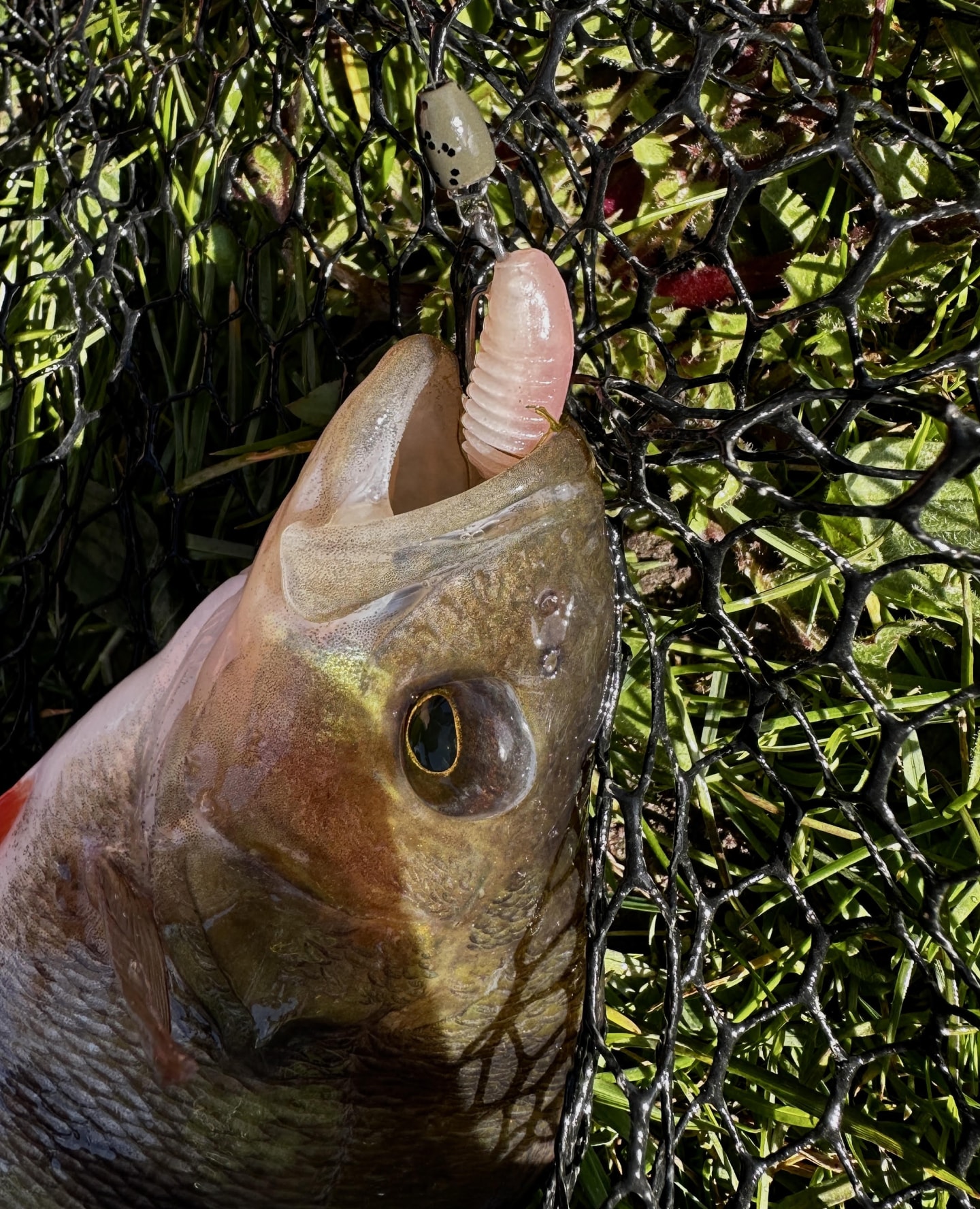 Fishing The Texas Rig For Perch - Predator Fishing World