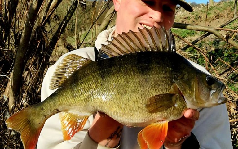 ProFishingUK Perch League 2025: A Resounding Success - Predator Fishing ...