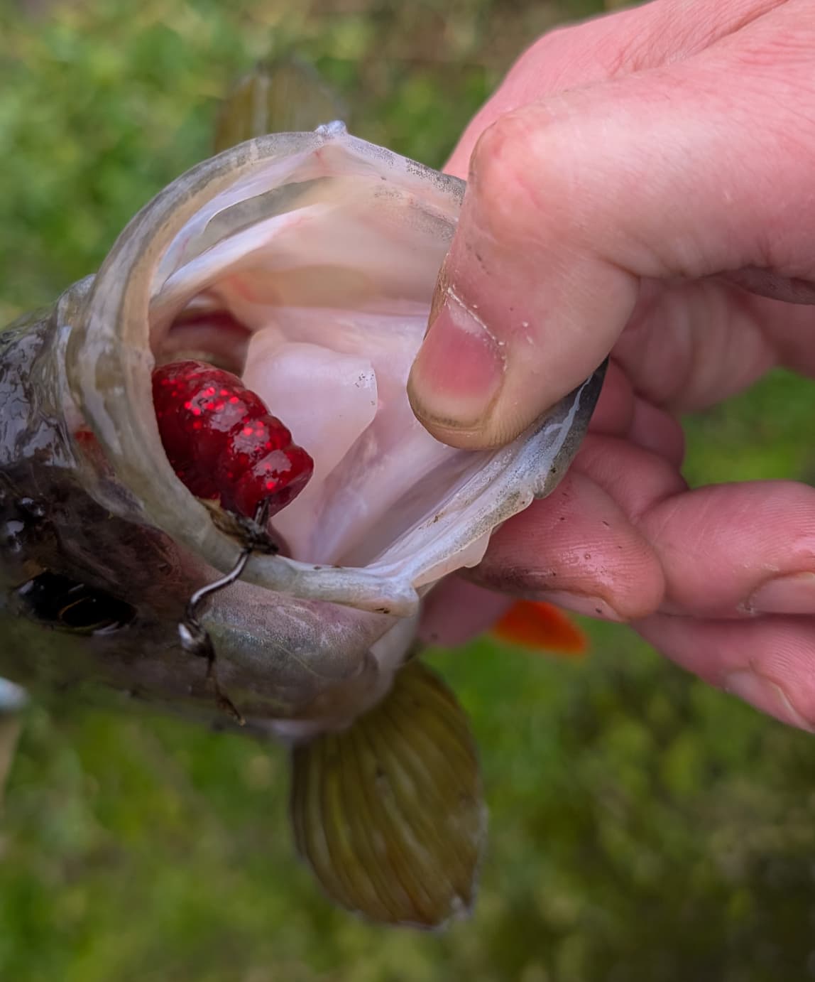 The Molix Stick Flex – One Stick Bait to Rule Them All? - Predator ...