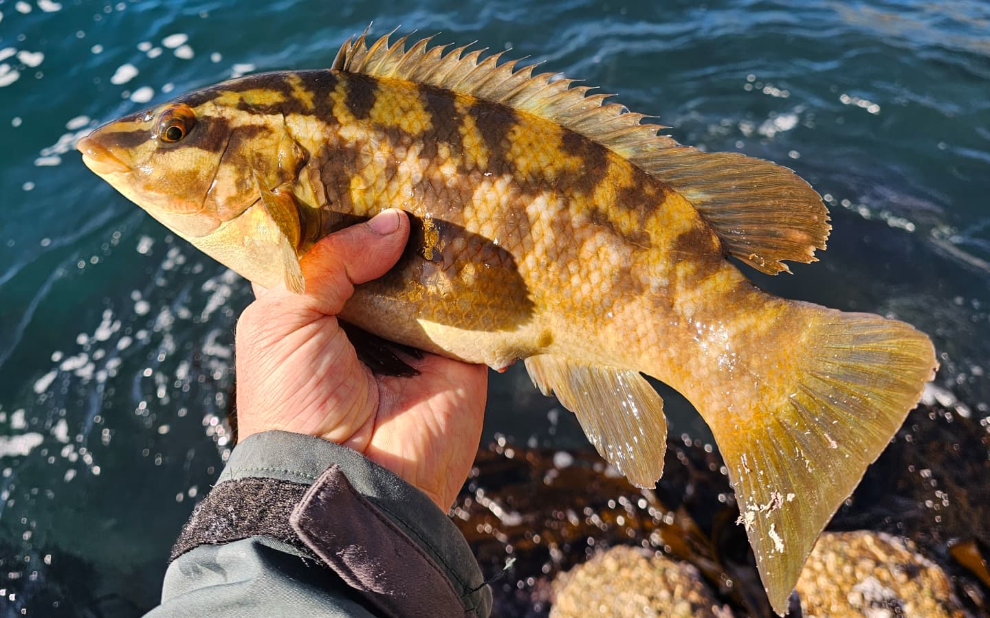 Will Pender – Wrasse Fishing with Lures - Predator Fishing World