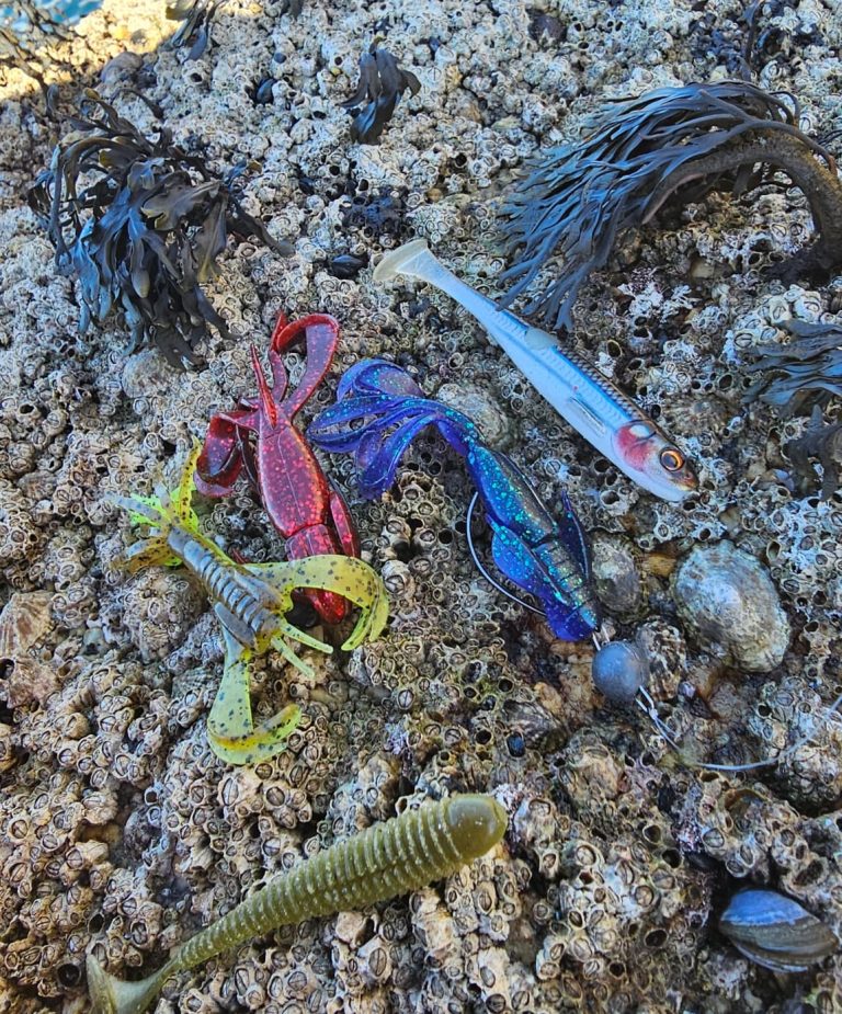 Will Pender – Wrasse Fishing with Lures - Predator Fishing World