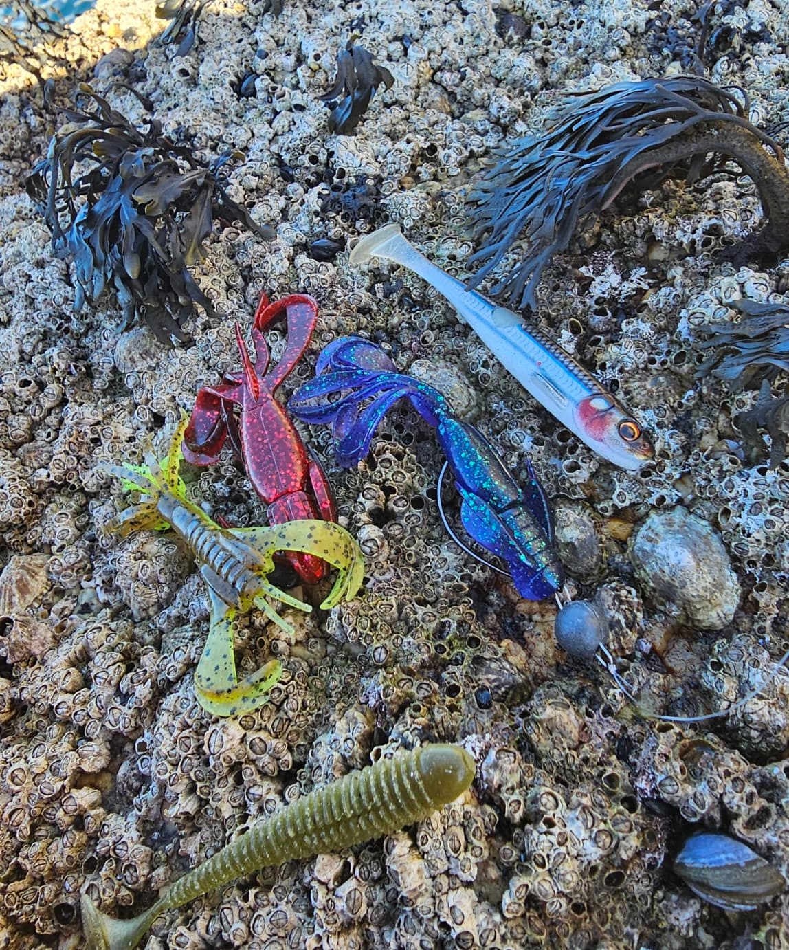 Will Pender – Wrasse Fishing with Lures - Predator Fishing World