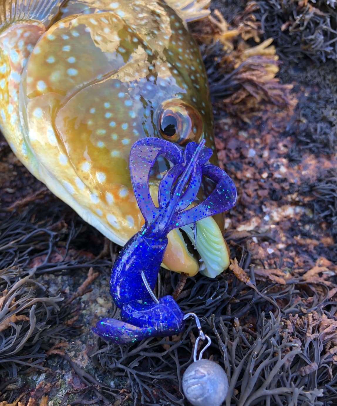 Will Pender – Wrasse Fishing with Lures - Predator Fishing World