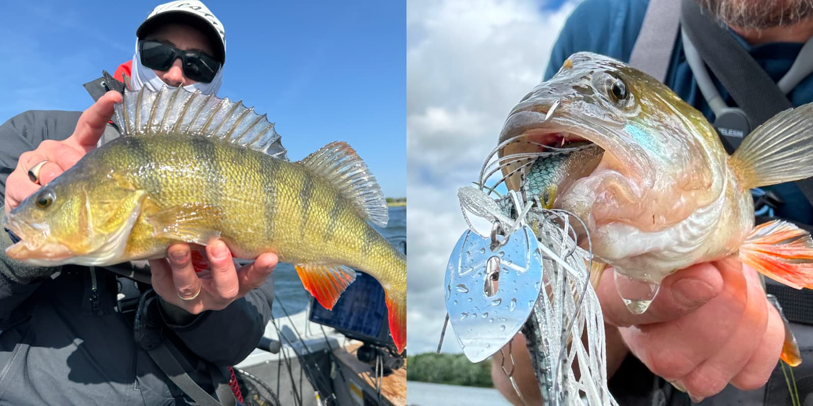 Summer’s Best Perch Lures – Proven Picks from the Pros - Predator ...