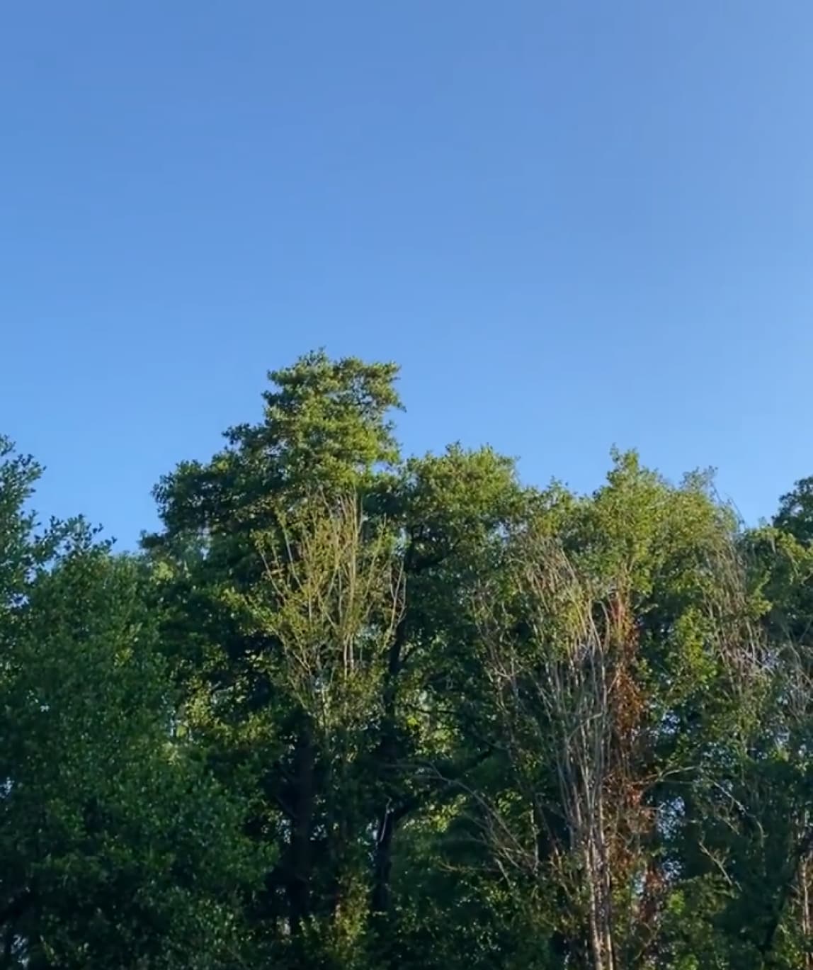 Perch Fishing 2025 - Expanded Horizons - Predator Fishing World