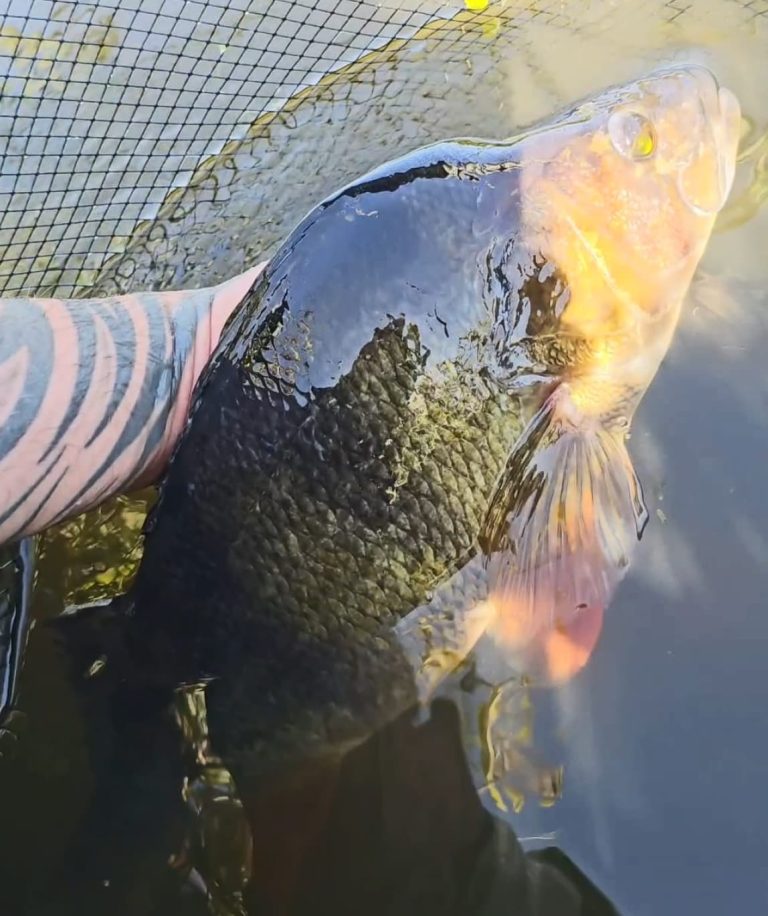 How to Catch Big Perch – My Proven Tips and Techniques - Predator ...