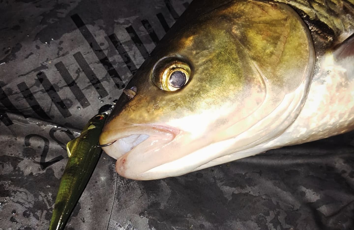 Chub Fishing at Night with Lures | Best Lures, Tips & Tackle Guide