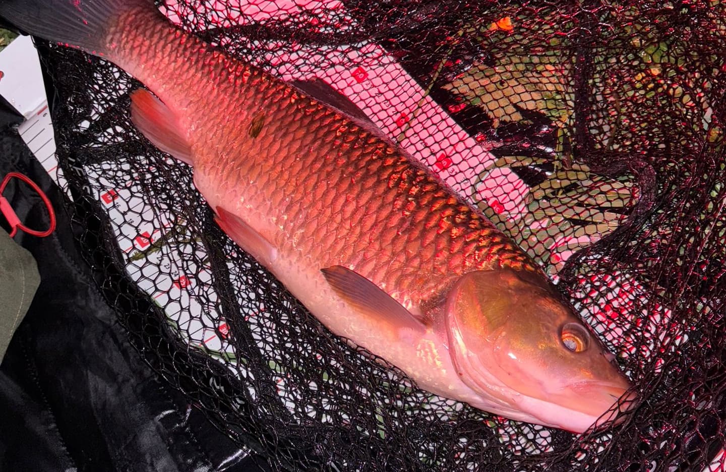 Chub Fishing at Night with Lures | Best Lures, Tips & Tackle Guide