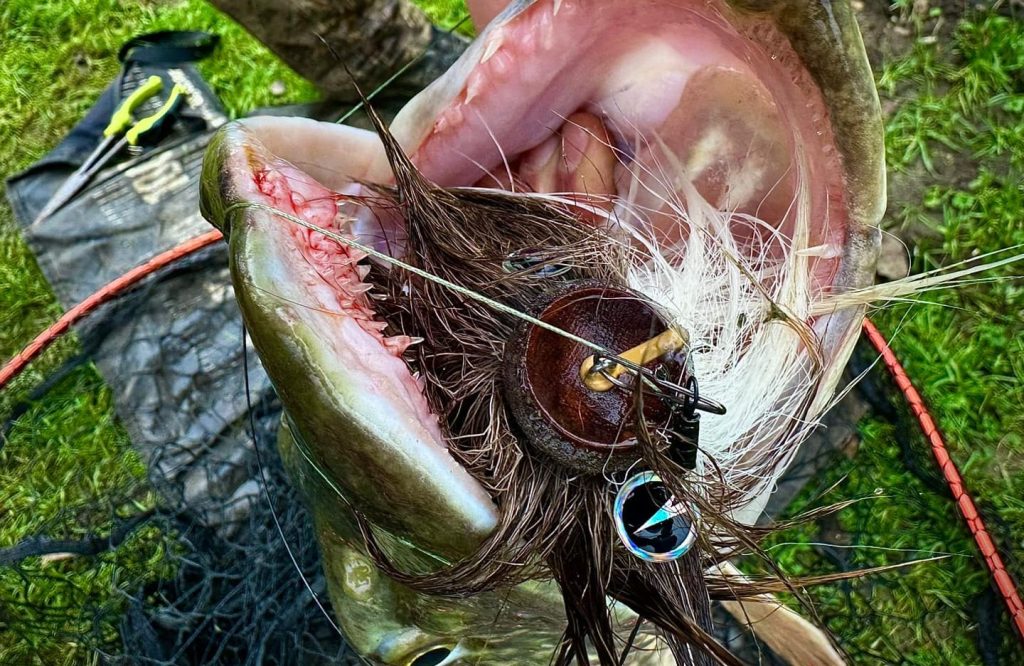 Predator Fishing World - The go-to Source for Predator Fishing in the ...