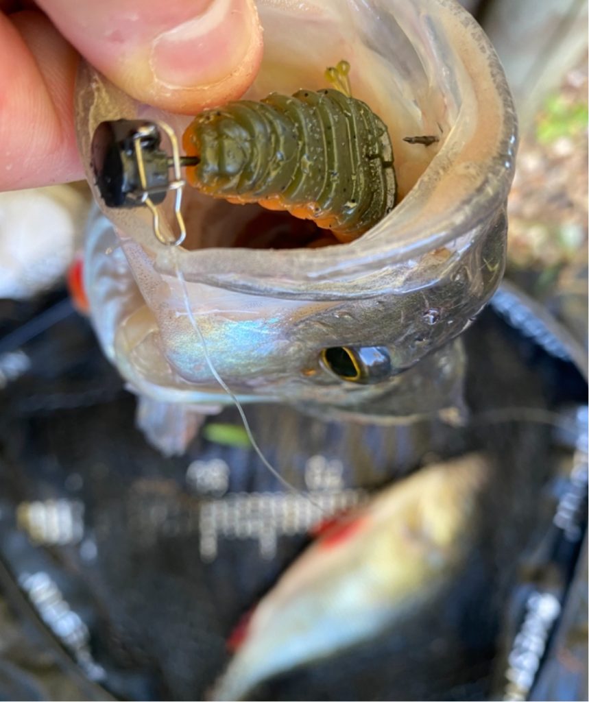 Best Craw Lures for Perch: My Go-To Picks That Catch More Fish