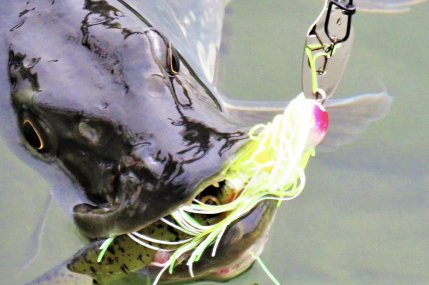 Lure Fishing With Chatterbaits: A Guide for Perch, Pike & Zander