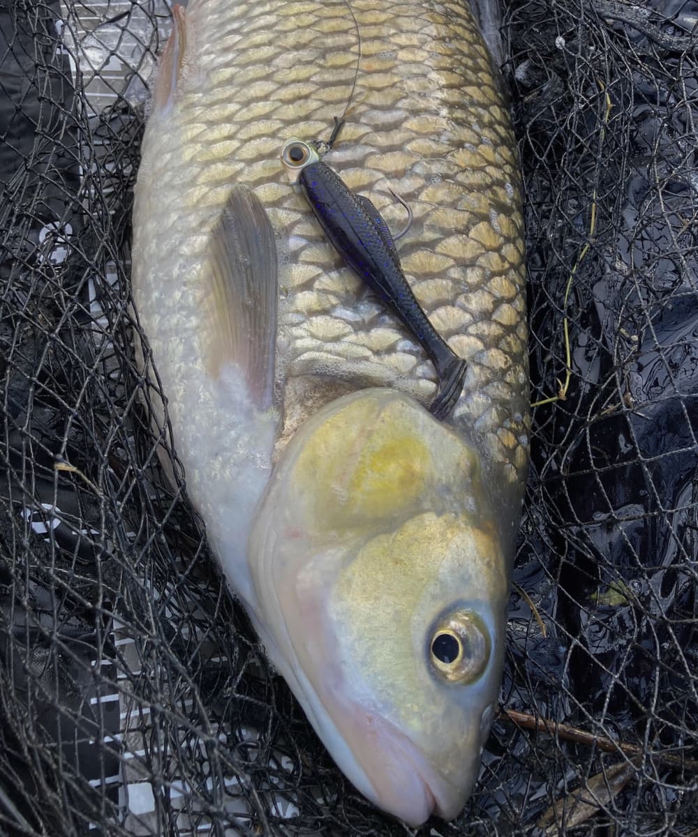 Chub Fishing UK – Predator & Lure Fishing Tips & Techniques