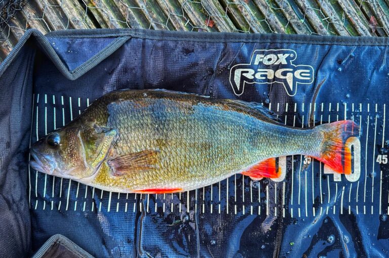 Lure Fishing for Specimen Perch on Commercial Fisheries in Winter ...